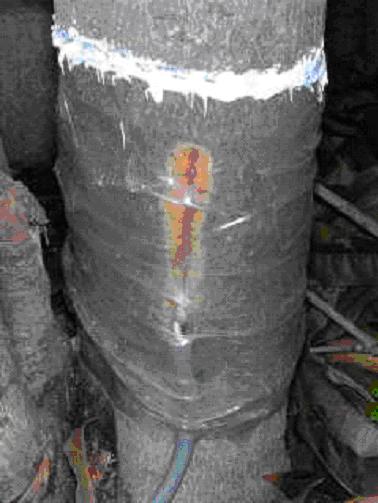 Figure-1 Electrode on a tree trunk